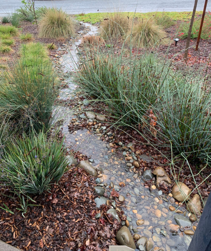 How To Start A Rain Garden + 14 Best Plants To Put In It