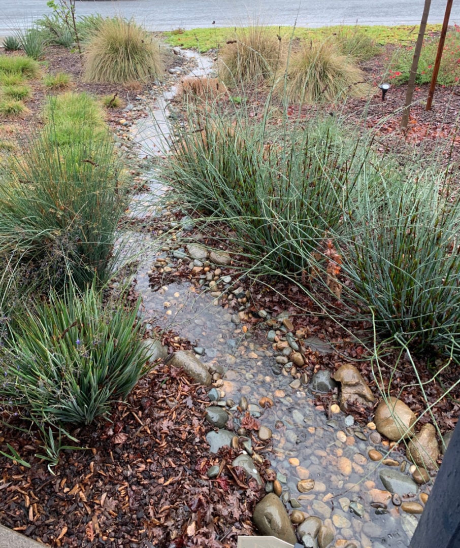 How To Start A Rain Garden + 14 Best Plants To Put In It