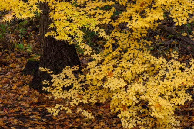 8 Reasons Everyone Needs to Grow a Northern Spicebush