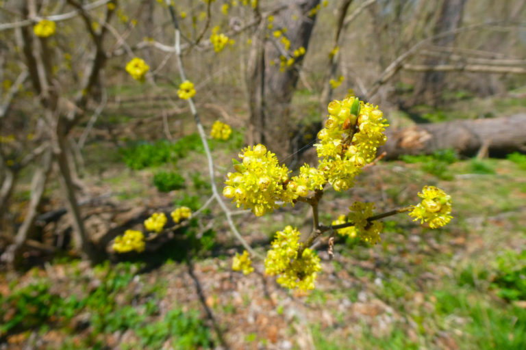 8 Reasons Everyone Needs to Grow a Northern Spicebush