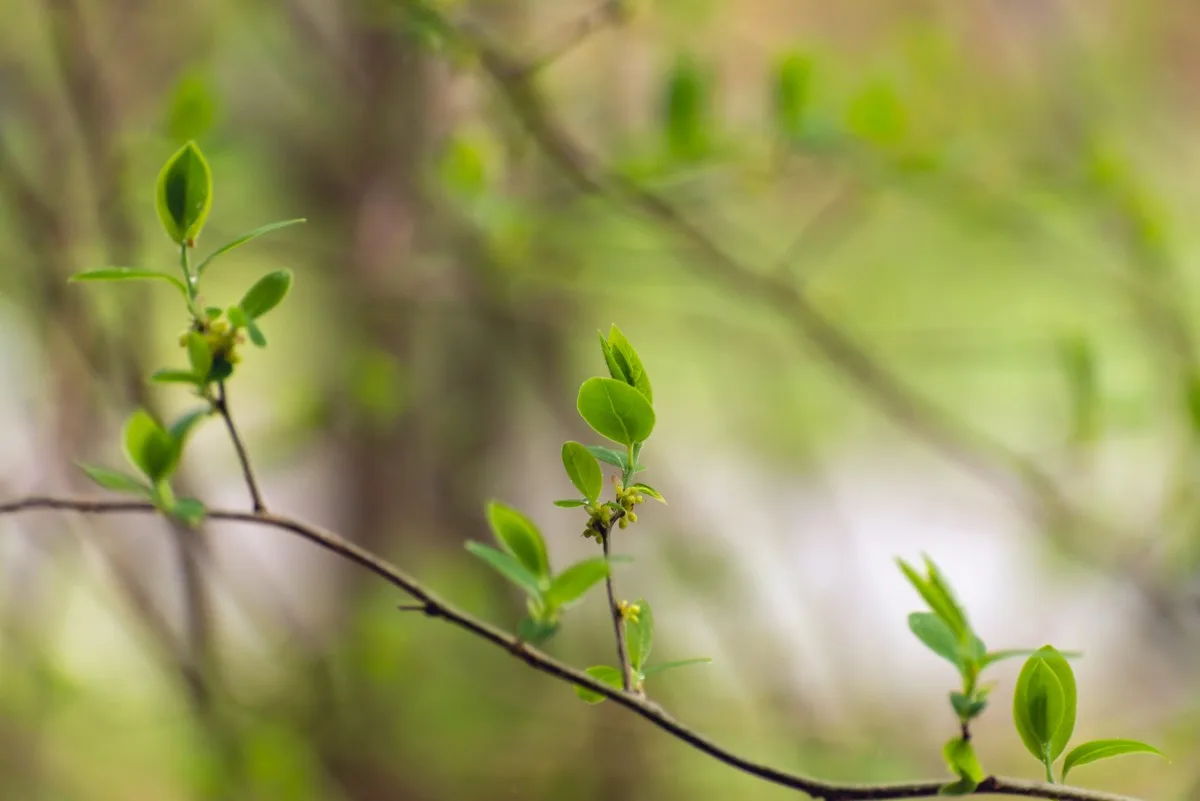 8 Reasons Everyone Needs to Grow a Northern Spicebush