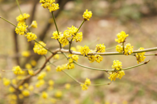 8 Reasons Everyone Needs to Grow a Northern Spicebush