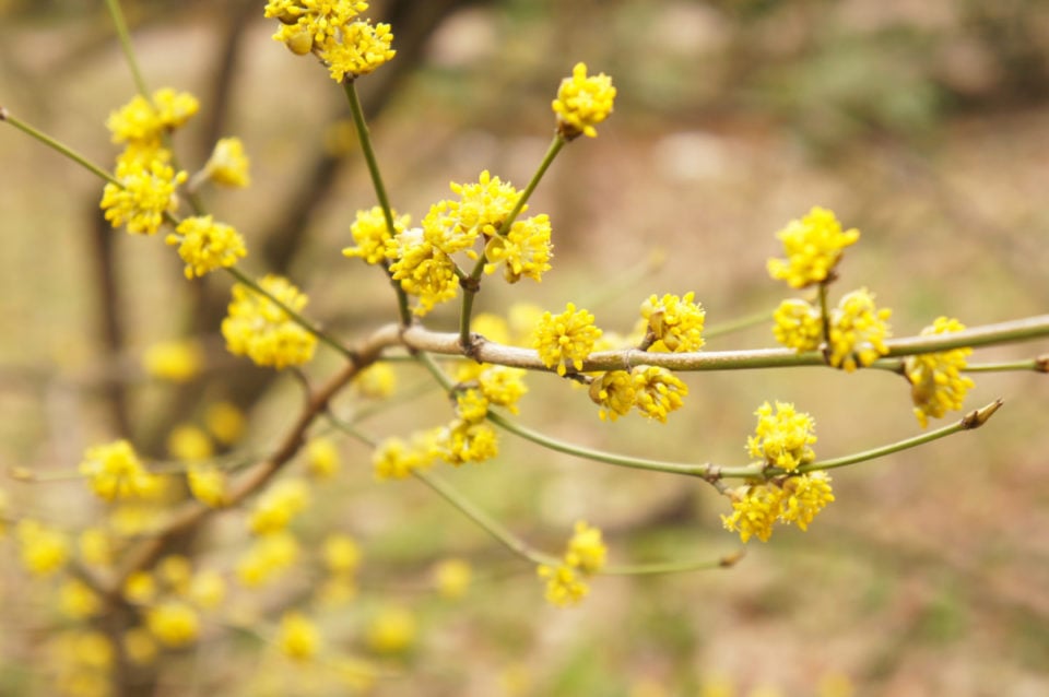 8 Reasons Everyone Needs to Grow a Northern Spicebush