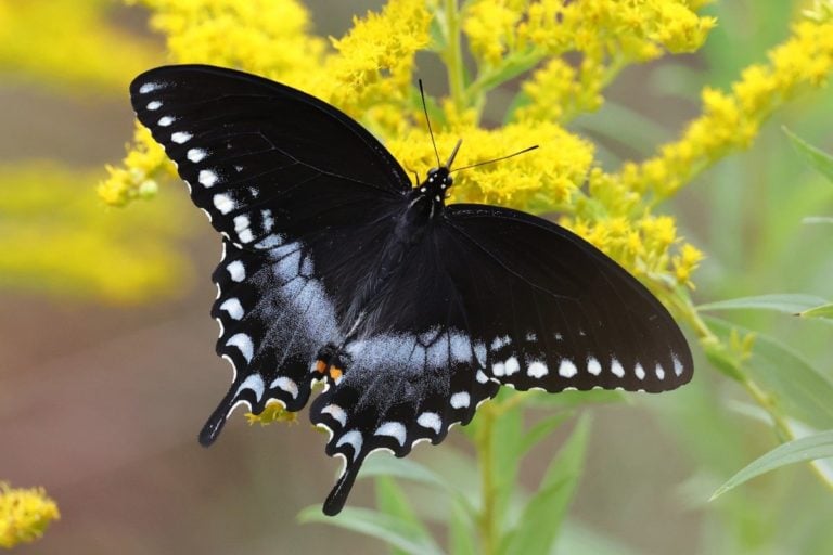 8 Reasons Everyone Needs to Grow a Northern Spicebush