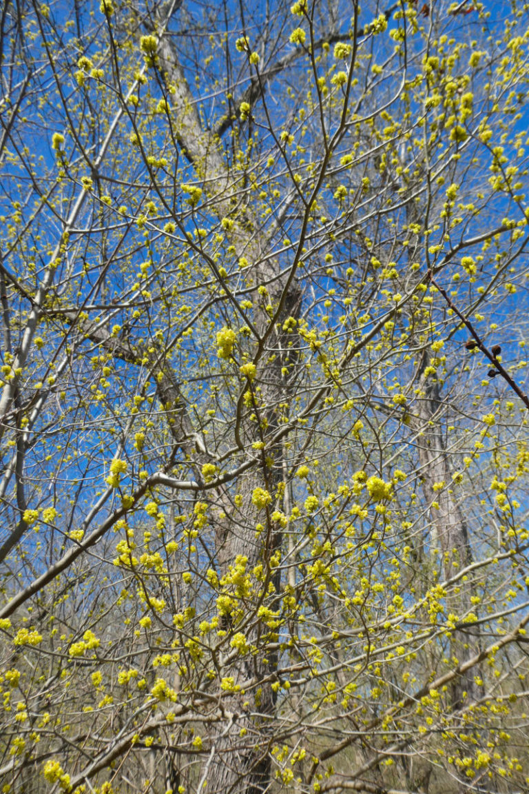 8 Reasons Everyone Needs to Grow a Northern Spicebush