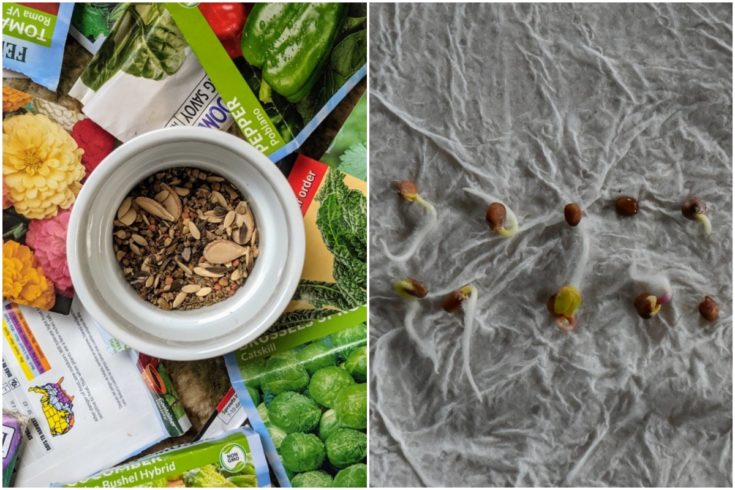 How To Quickly Test Garden Seeds For Viability (+ How Long Do Seeds Last?)
