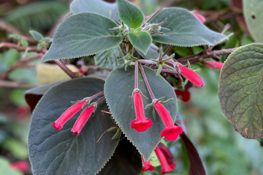 6 Reasons Why You'll Love Kohleria as a Houseplant (& Care Guide)