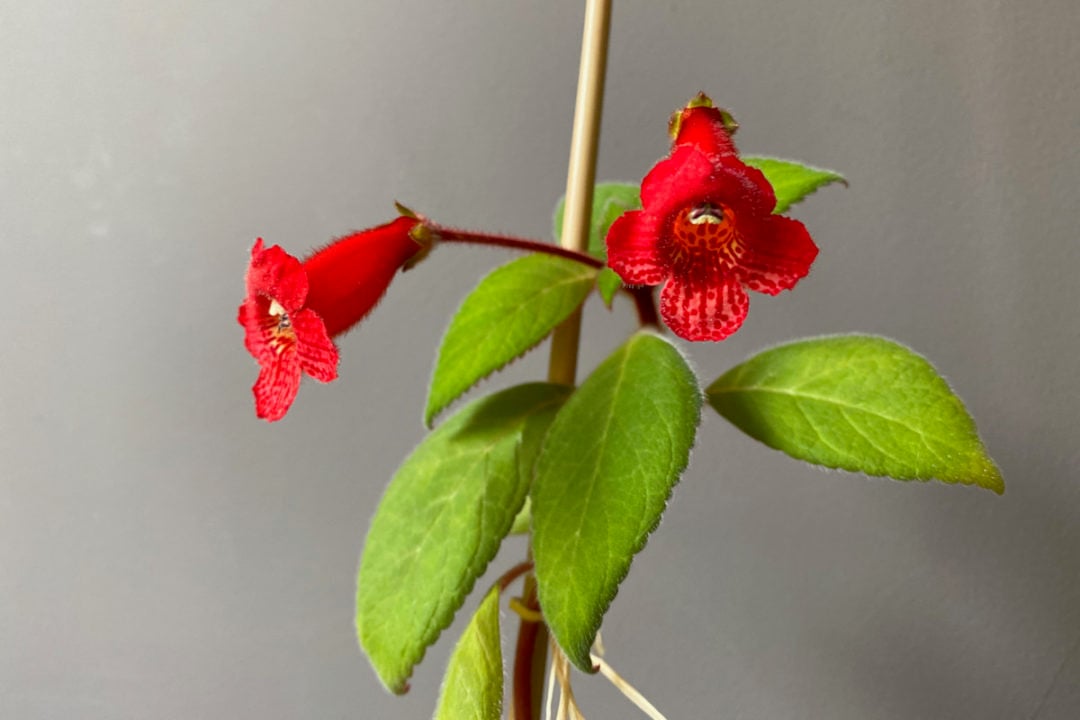 6 Reasons Why You'll Love Kohleria as a Houseplant (& Care Guide)