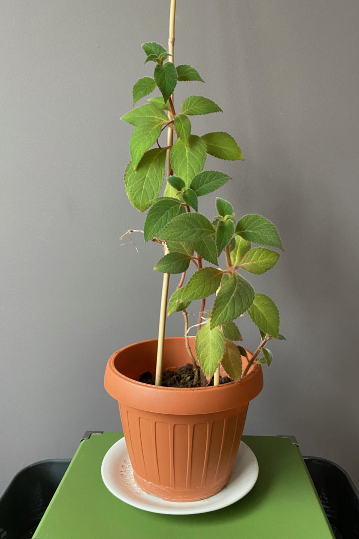 6 Reasons Why You'll Love Kohleria as a Houseplant (& Care Guide)