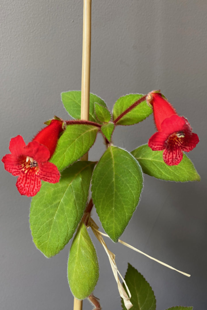 6 Reasons Why You'll Love Kohleria as a Houseplant (& Care Guide)