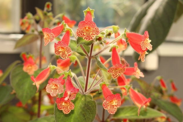 6 Reasons Why You'll Love Kohleria as a Houseplant (& Care Guide)