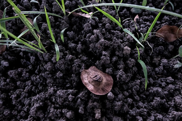 Dealing With Invasive Jumping Worms – A Gardener’s Worst Nightmare