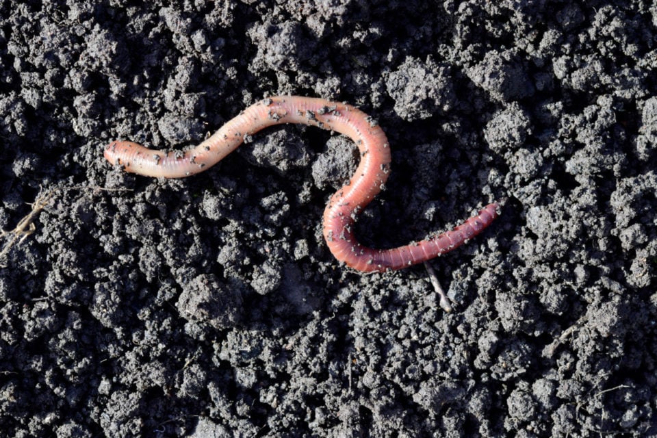Dealing With Invasive Jumping Worms – A Gardener’s Worst Nightmare