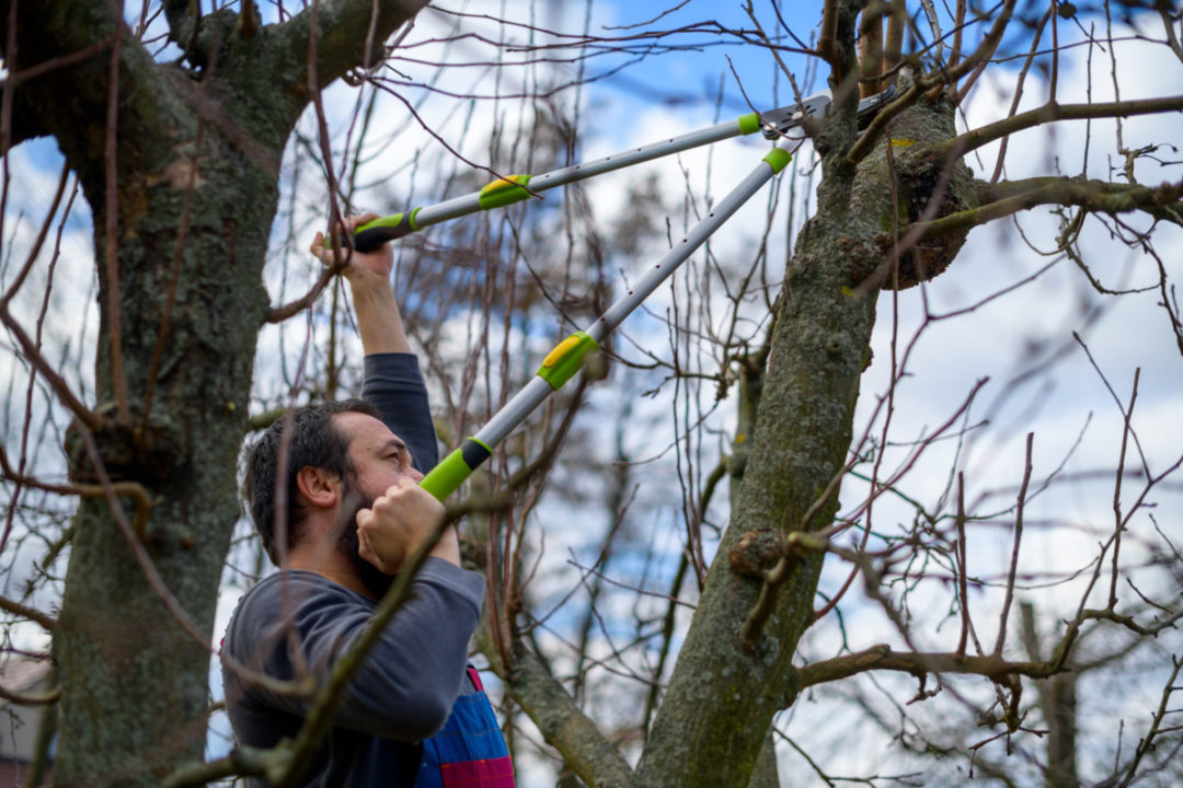 7 Uses for Fruit Tree Trimmings You Probably Never Considered