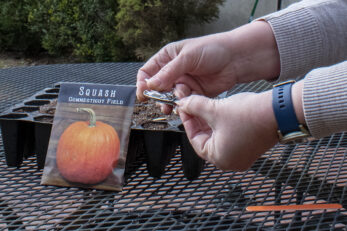 9 Ways to Improve and Speed Up Seed Germination