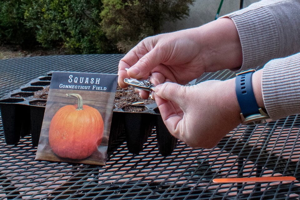 9 Ways to Improve and Speed Up Seed Germination