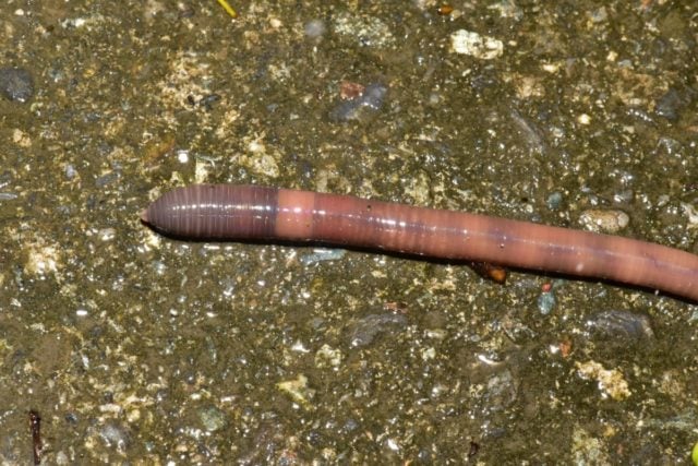 Dealing With Invasive Jumping Worms – A Gardener’s Worst Nightmare