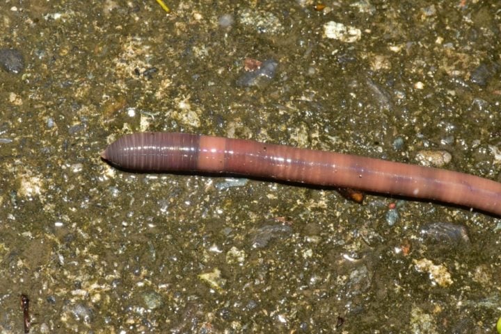 Dealing With Invasive Jumping Worms – A Gardener’s Worst Nightmare