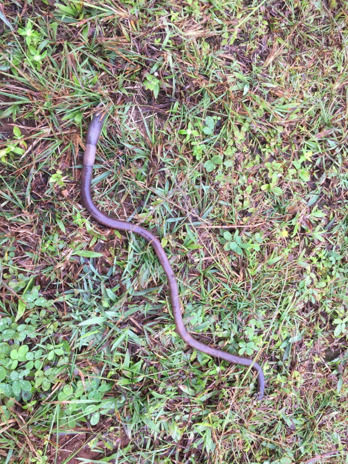 Dealing With Invasive Jumping Worms – A Gardener’s Worst Nightmare