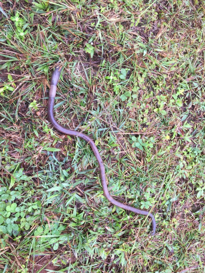 Dealing With Invasive Jumping Worms – A Gardener’s Worst Nightmare