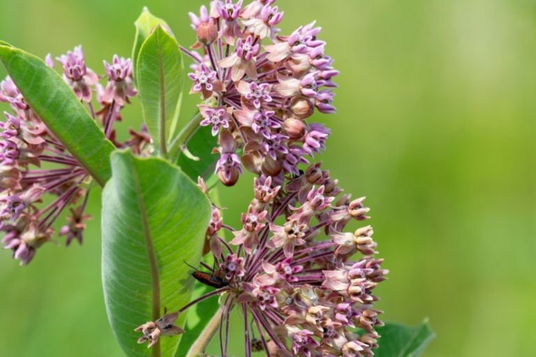How To Collect & Grow Milkweed Seeds to Save the Monarch Butterfly
