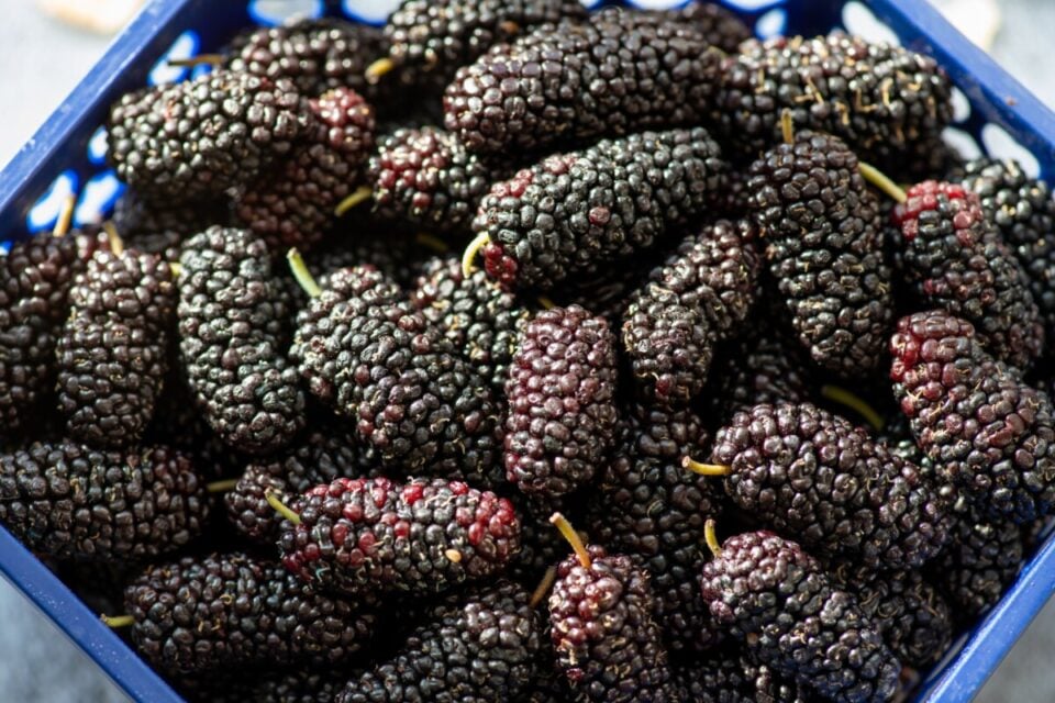 11 Reasons to Plant a Mulberry Tree & Care Guide