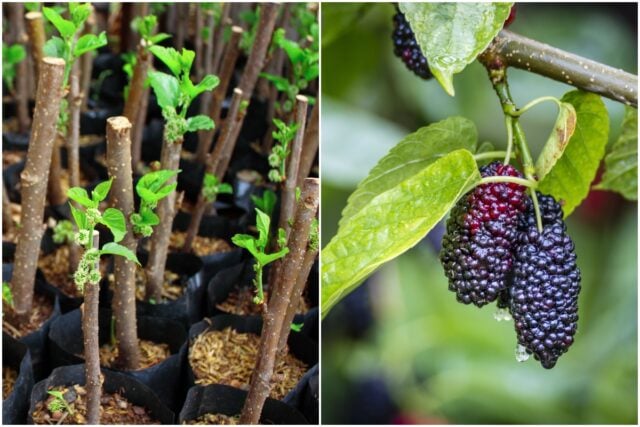 11 Reasons to Plant a Mulberry Tree & Care Guide