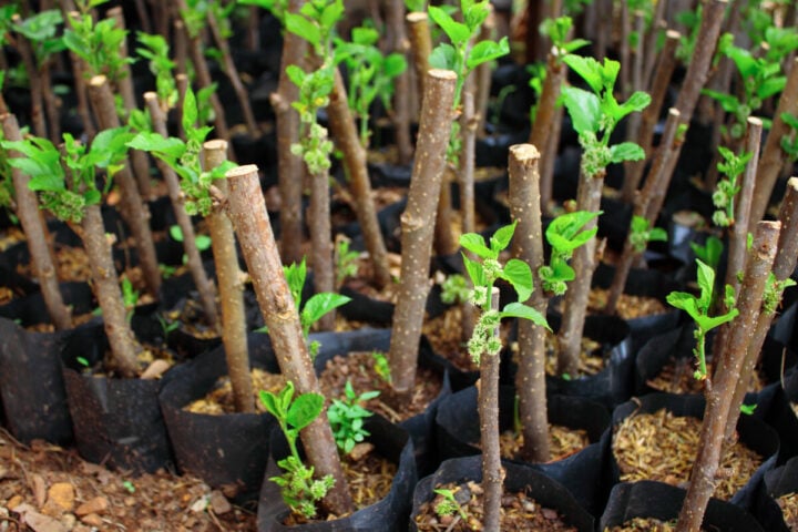 11 Reasons to Plant a Mulberry Tree & Care Guide