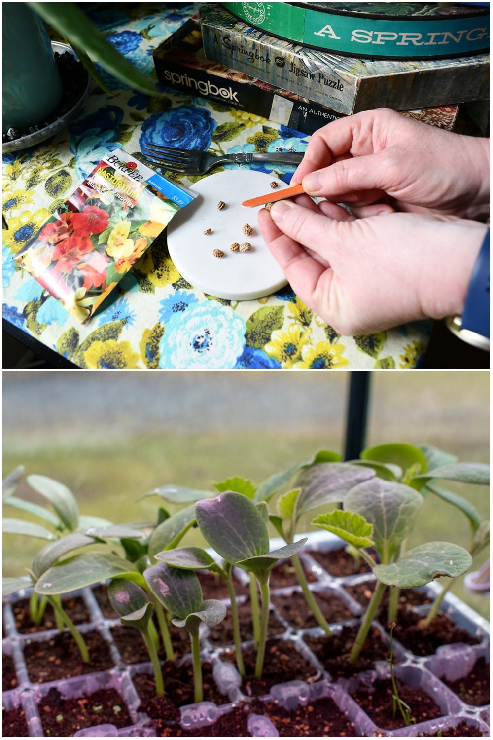 9 Ways to Improve and Speed Up Seed Germination