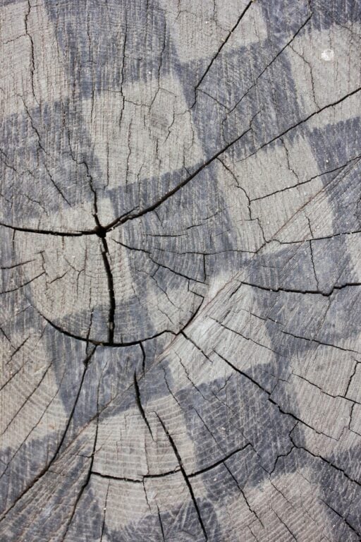 10 Creative Things You Can Do With a Tree Stump