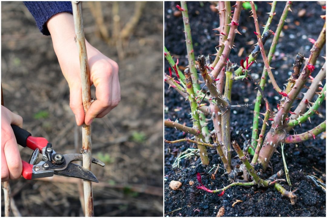 15 Common Plants That Need Winter Pruning