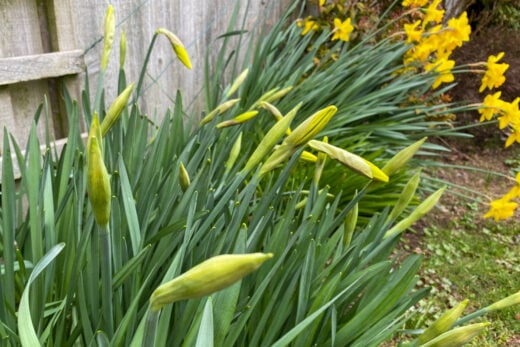 9 Things Every Gardener Needs to Know About Daffodils