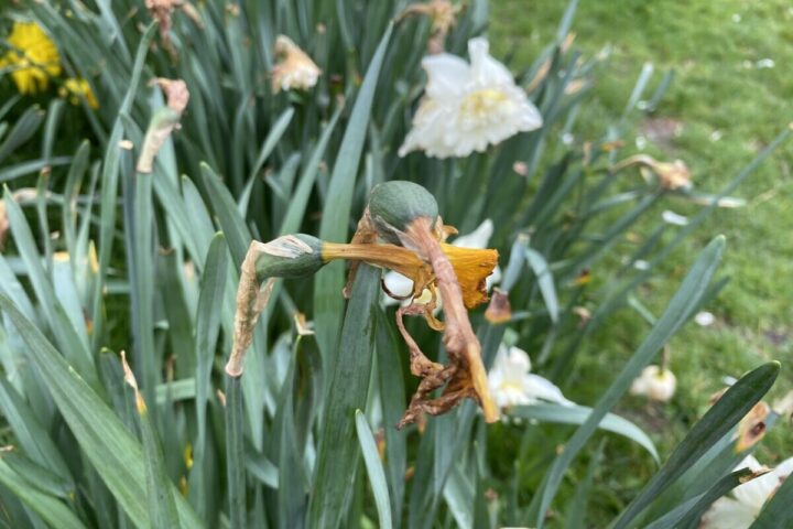 What to Do After Your Daffodils Bloom