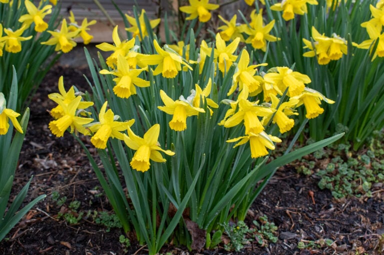 What to Do After Your Daffodils Bloom