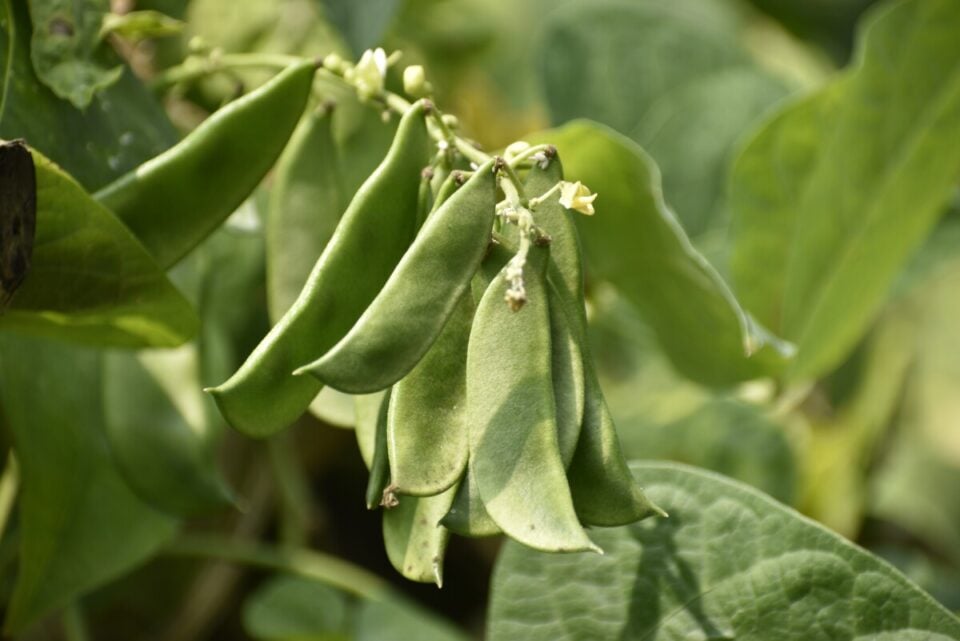75 Drought-Tolerant Veggies + Drought-Proofing Your Garden