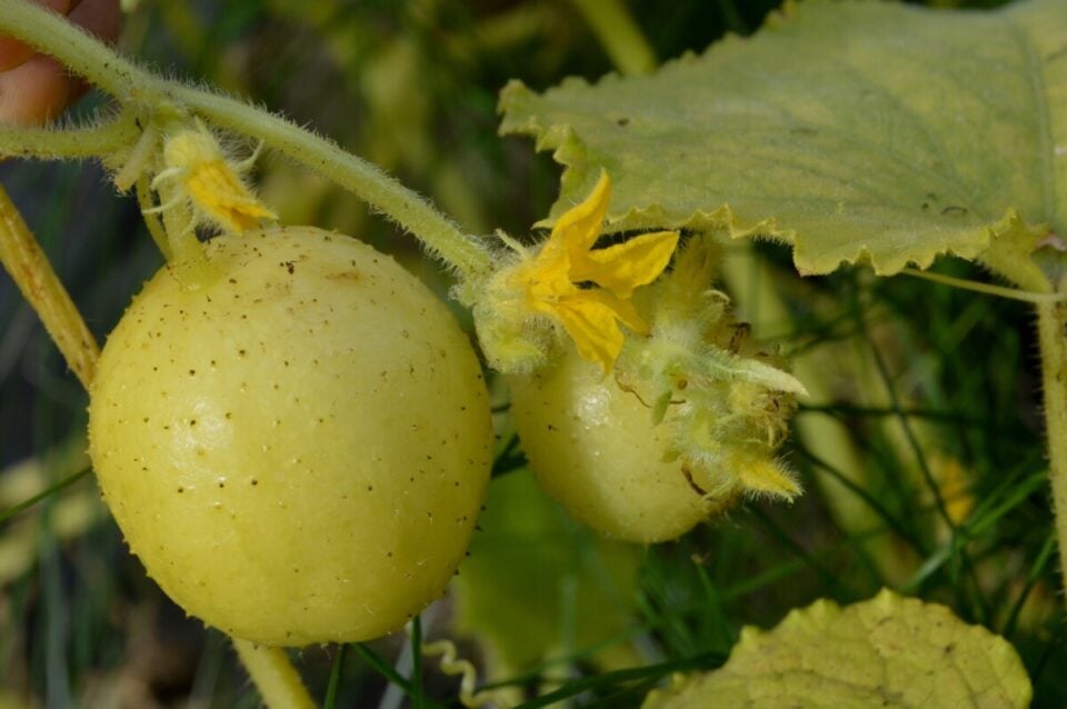 75 Drought-Tolerant Veggies + Drought-Proofing Your Garden