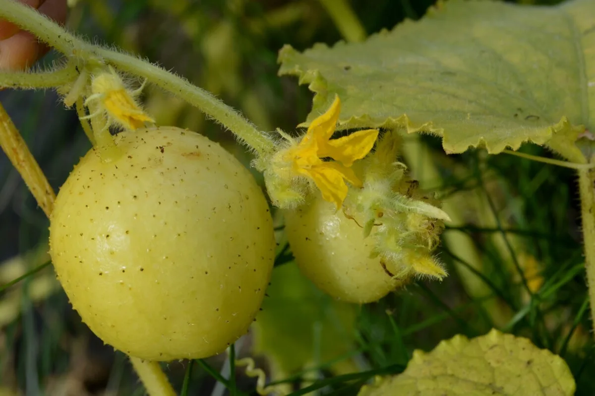 75 Drought-Tolerant Veggies + Drought-Proofing Your Garden
