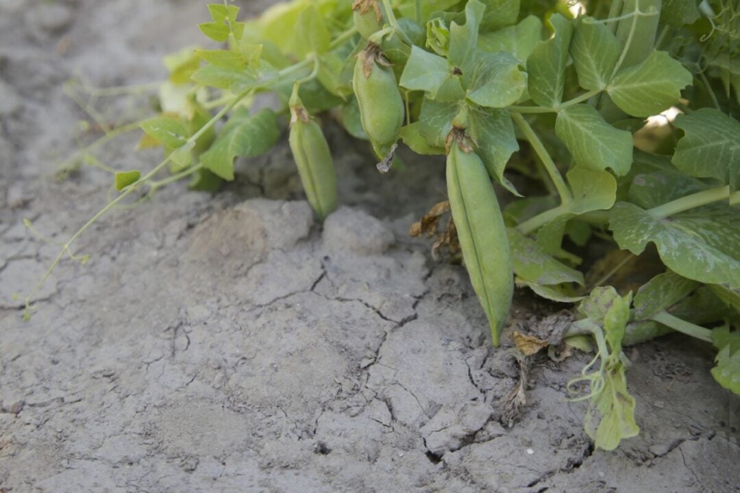 75 Drought-Tolerant Veggies + Drought-Proofing Your Garden