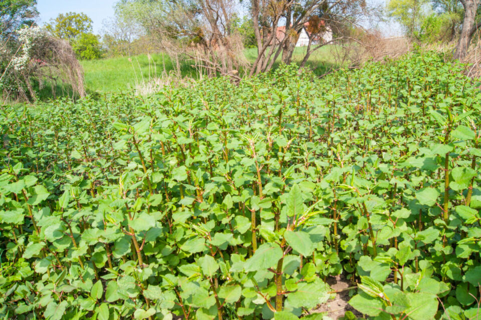 How To Control Japanese Knotweed (& Delicious Ways To Eat It)