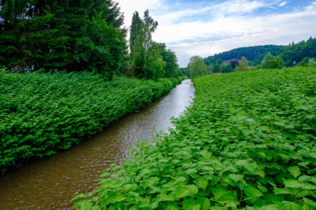 How To Control Japanese Knotweed (& Delicious Ways To Eat It)