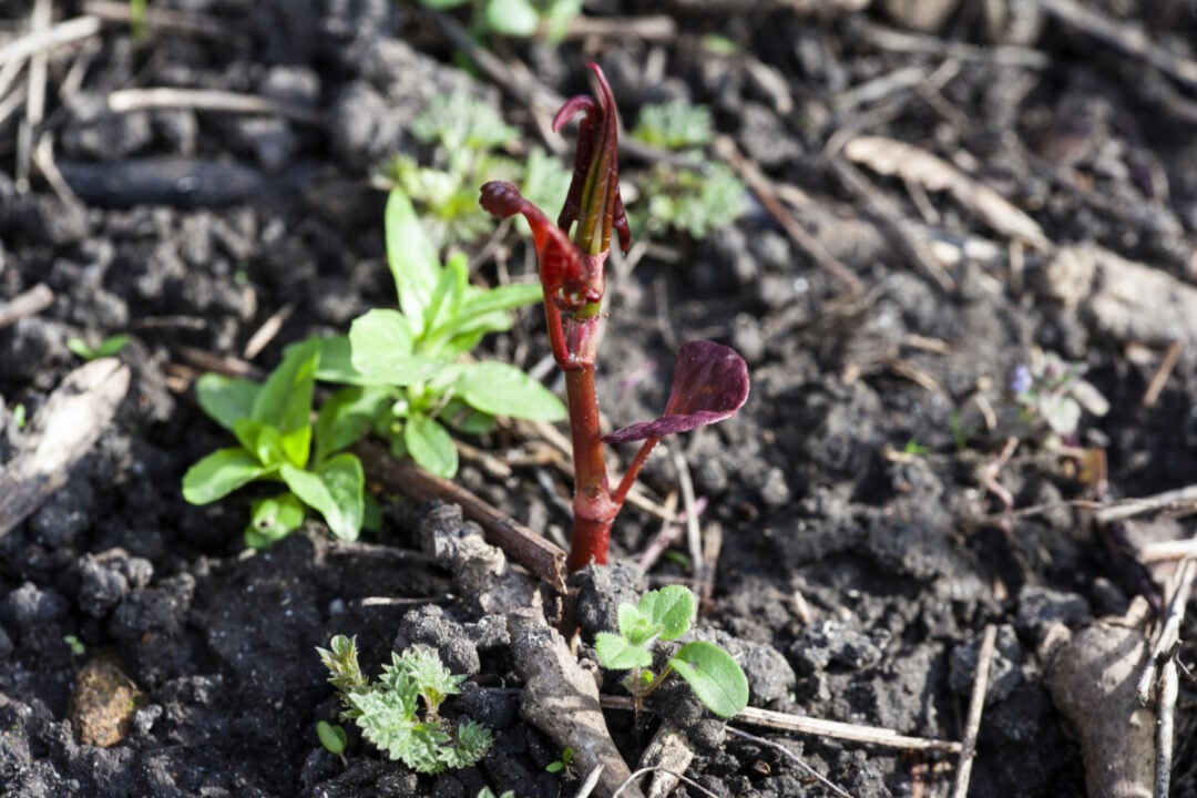 How To Control Japanese Knotweed (& Delicious Ways To Eat It)
