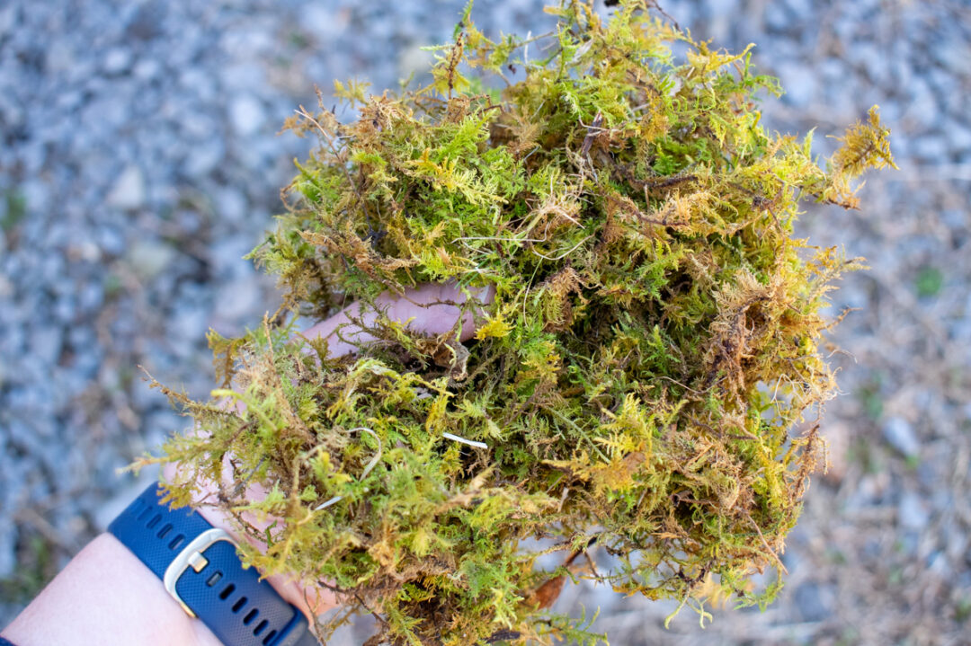 Do You Have Moss Growing In Your Lawn? – Here’s What To Do