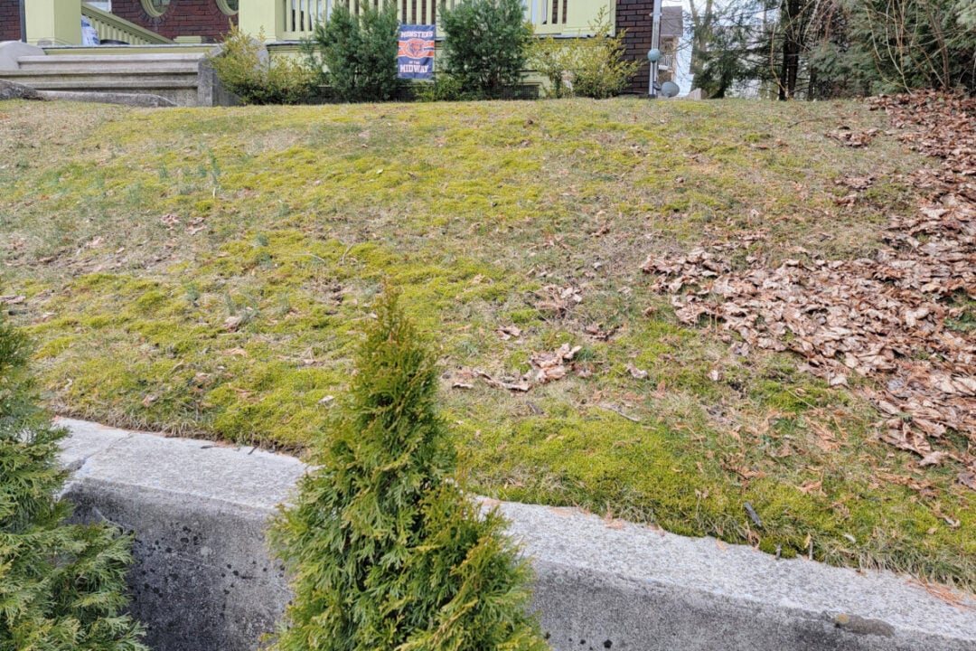 Do You Have Moss Growing In Your Lawn? – Here’s What To Do