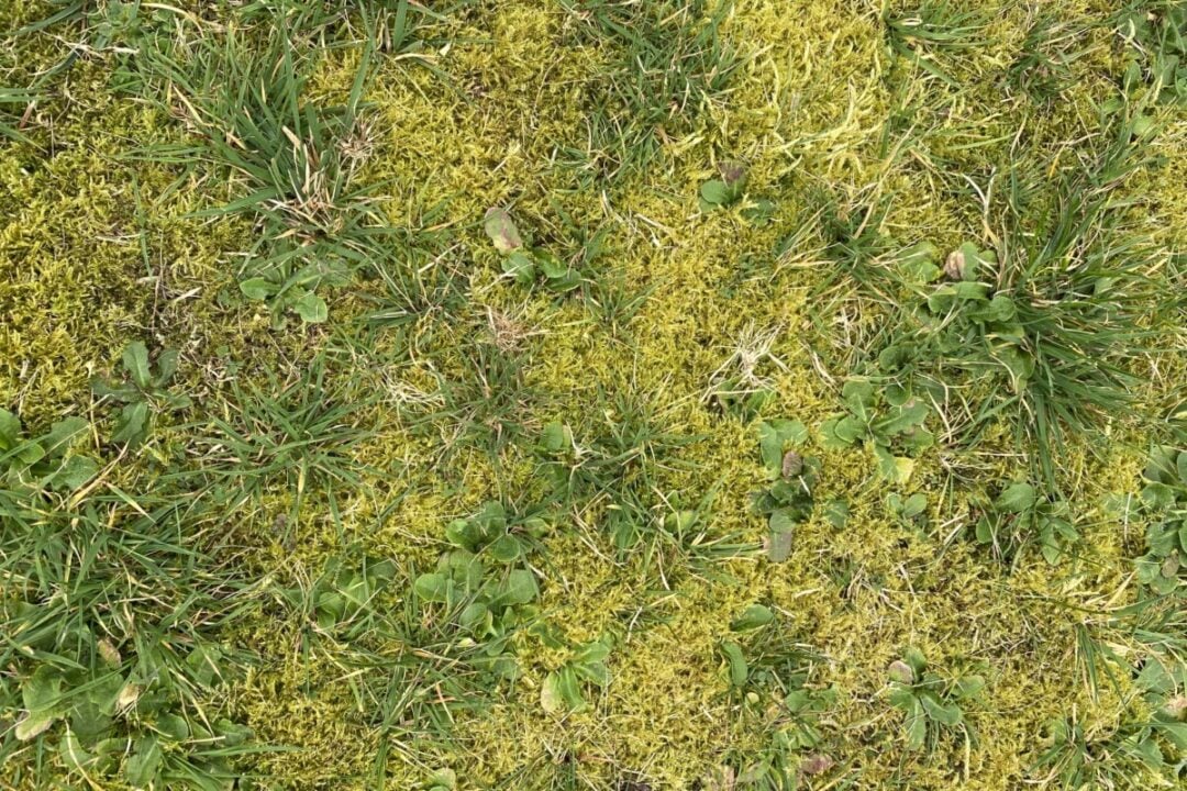 Do You Have Moss Growing In Your Lawn? – Here’s What To Do