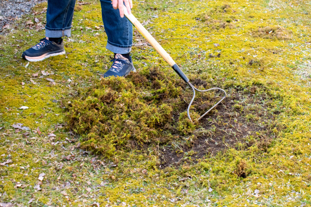 Do You Have Moss Growing In Your Lawn? – Here’s What To Do