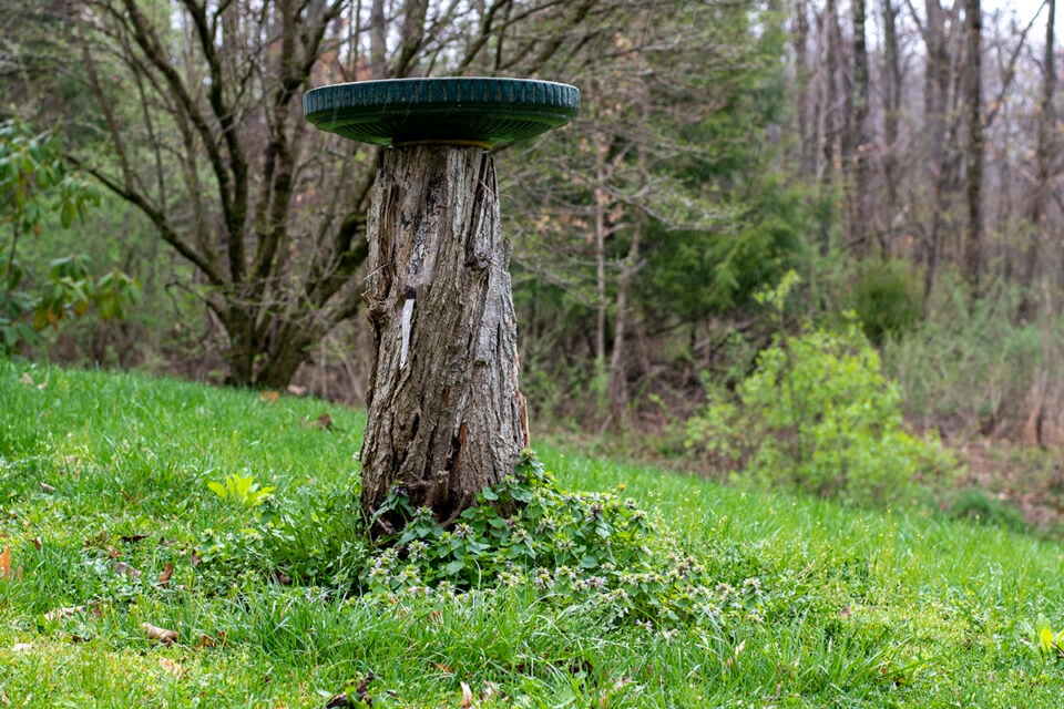 10 Creative Things You Can Do With a Tree Stump