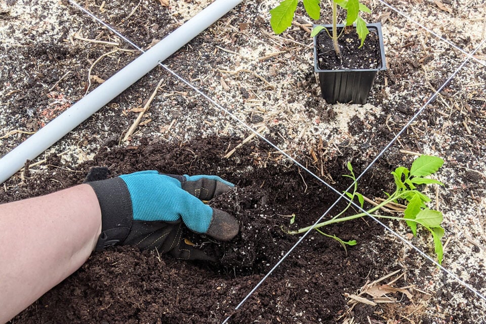 Plant Tomatoes Sideways or Bury Deeply – The Secret To Huge Harvests