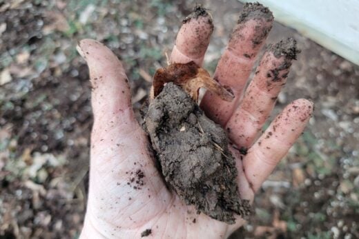 3 Easy Soil Tests You Can Do At Home