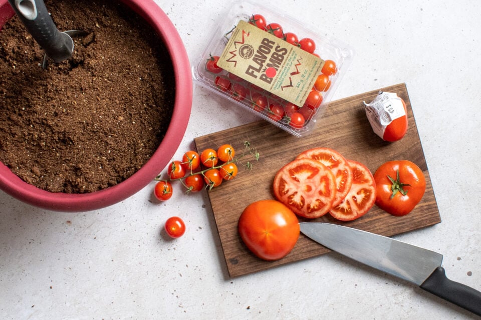 Grow Tomatoes From a Tomato Slice – Does It Work?