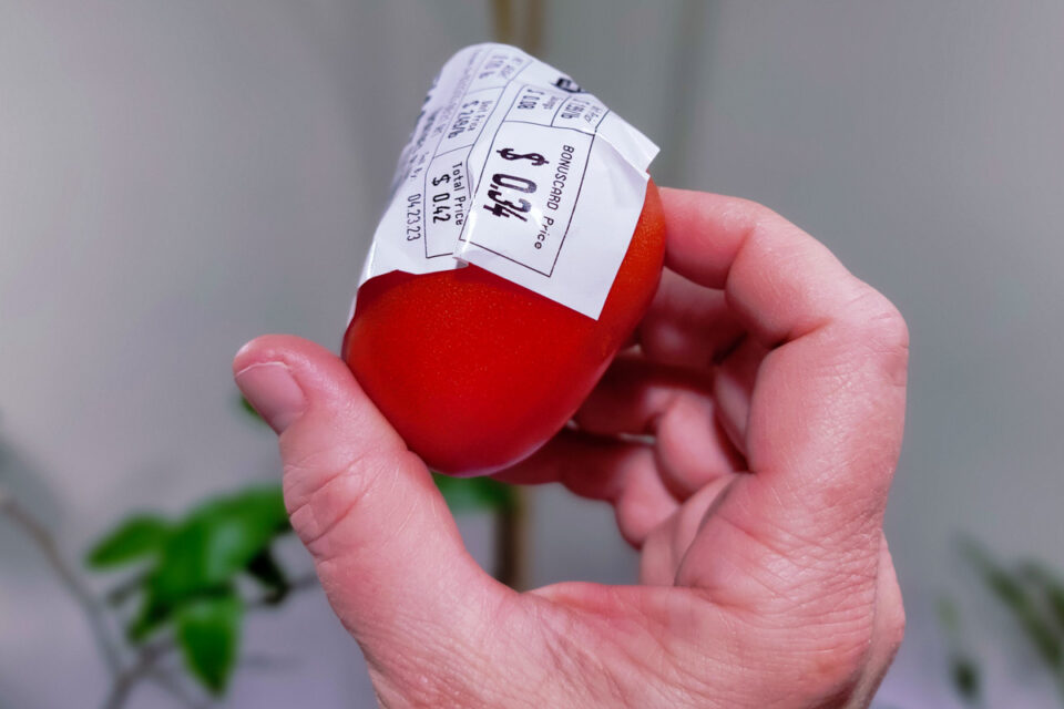 Grow Tomatoes From a Tomato Slice – Does It Work?